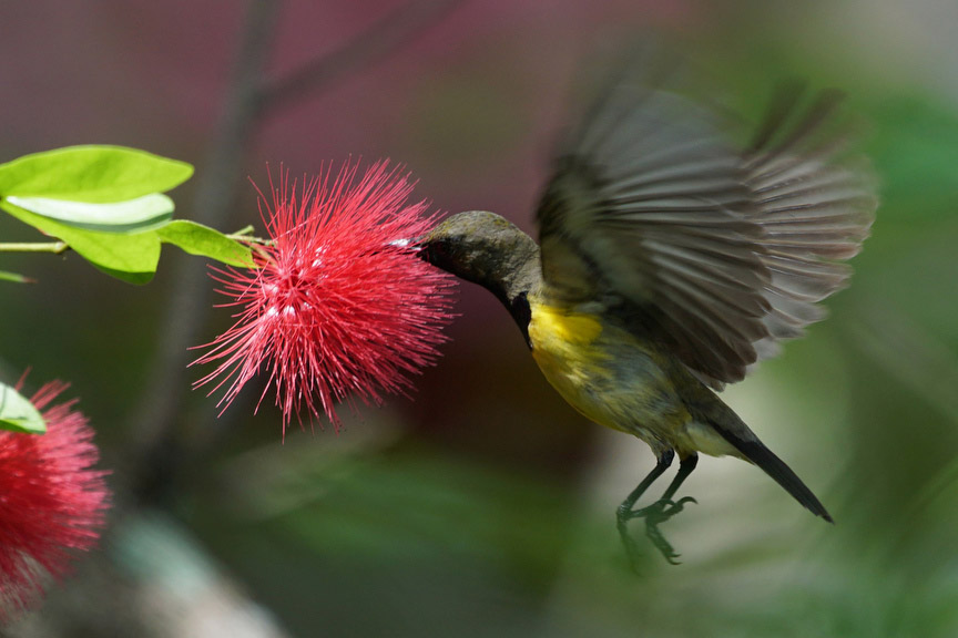 PICTURES: Shooting Birds at Home | MindaNews