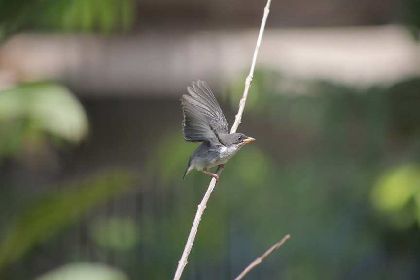 PICTURES: Shooting Birds at Home | MindaNews