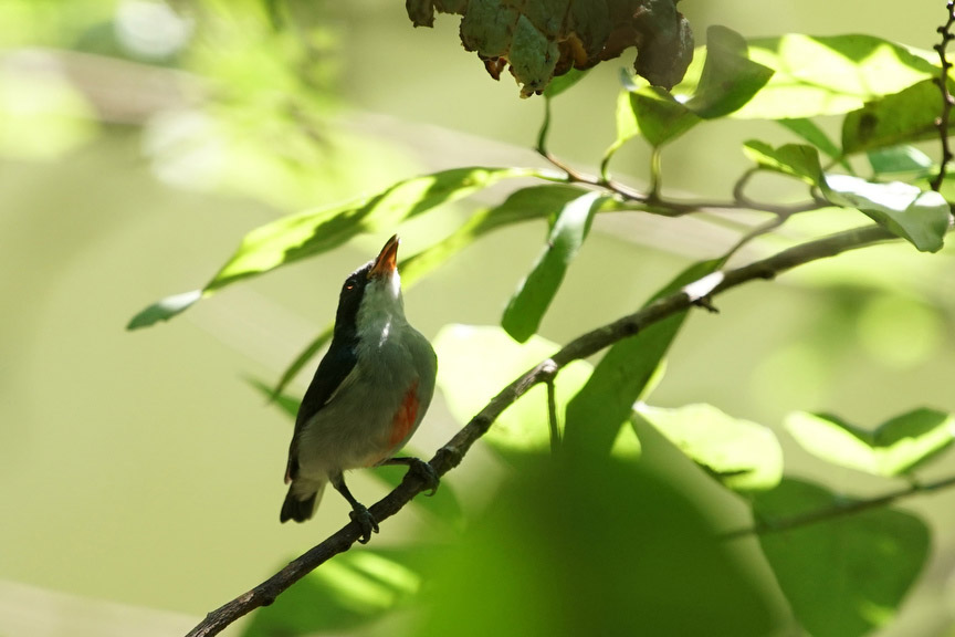 PICTURES: Shooting Birds at Home | MindaNews